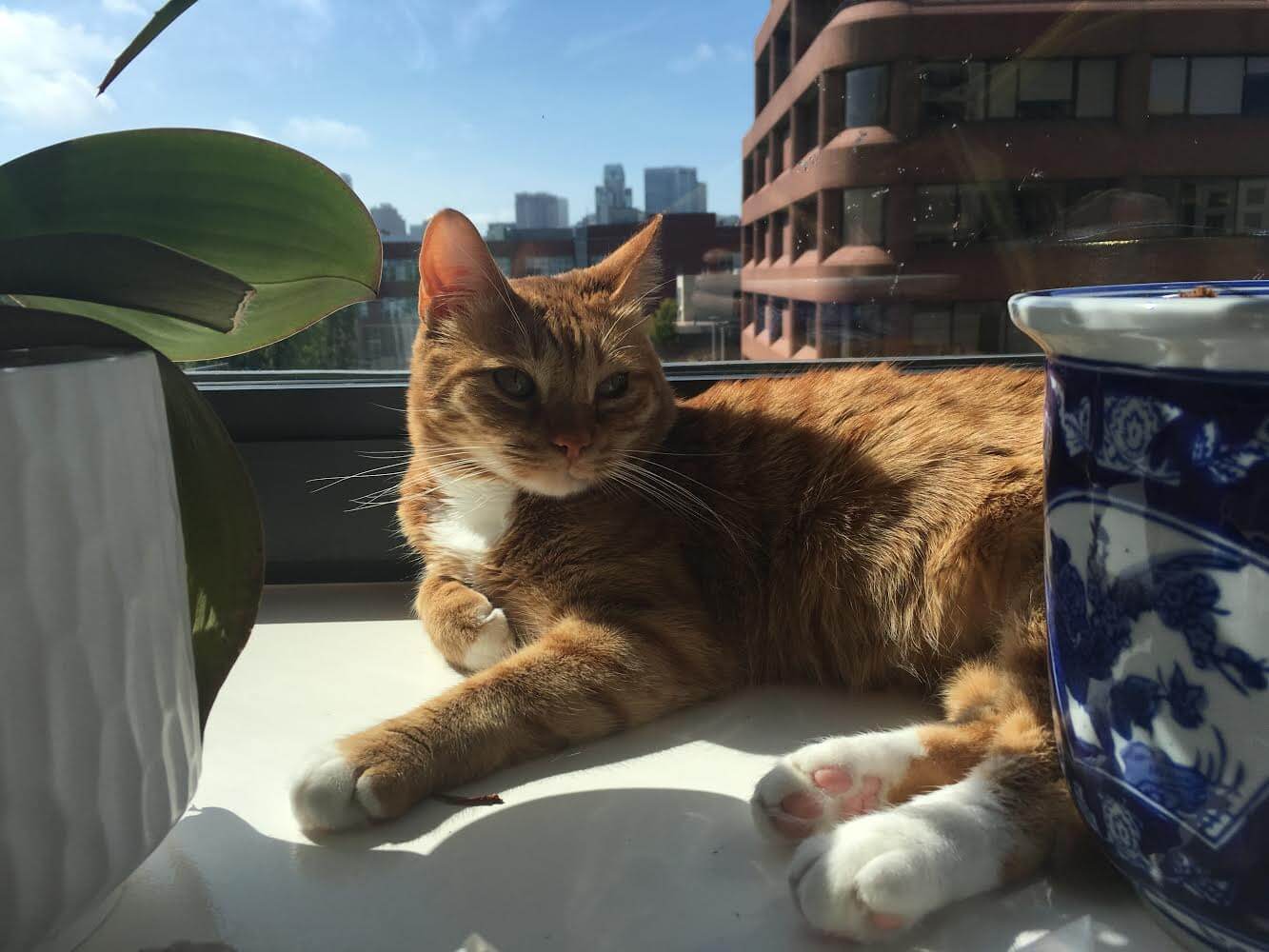 Lighthouse: Optimize website speed | Chrome DevTools | Chrome for Developers